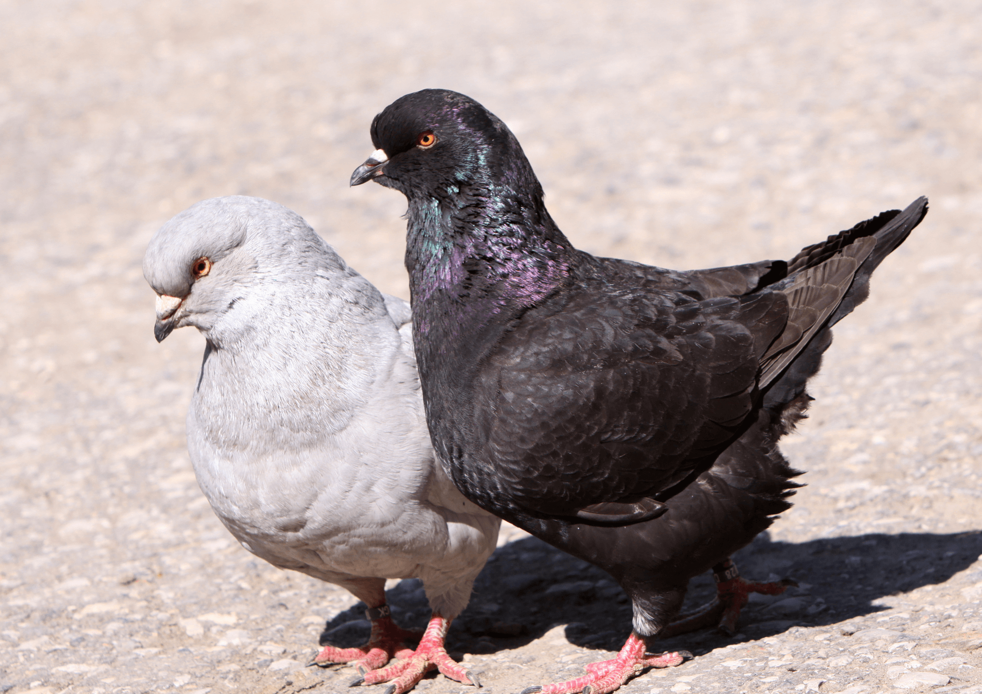 He encontrado un ave – Birds Friends